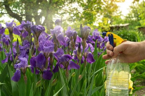 Premium Photo A Gardener Using A Sprayer Treats Iris Flowers From
