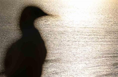 Komt Een Fotograaf Bij De Dokter Natuurfotografie