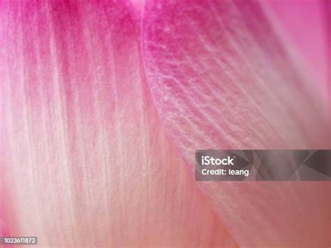 핑크 로터스 꽃 또는 배경 또는 배경 화면에 대 한 수련 꽃잎을 닫습니다 0명에 대한 스톡 사진 및 기타 이미지 0명