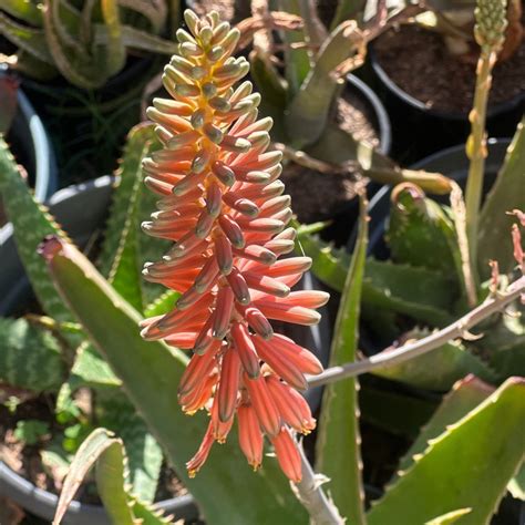 Aloe Vera Barbadensis Miller Plant Edible Ayurvedic Sweet Gel Skin Hair