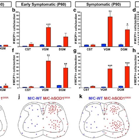 Number Of Mcp1 Cells Increases During Disease Progression In The