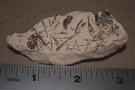 How Should I Preserve Fossils In Chalk Fossil Preparation The