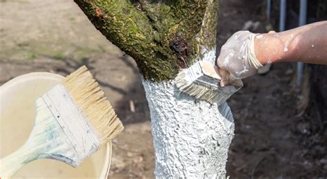 Чим потрібно побілити дерева на початку весни, щоб довго трималось