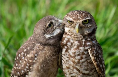 Why Do Owls Hoot At Night Daily Birder