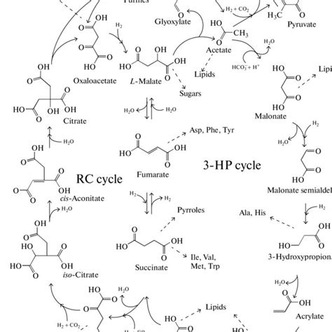 Proposed Scheme Of Chemoautotrophic Metabolism Emergence In