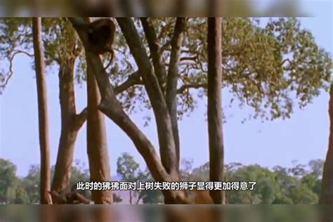 不怕死的狒狒，单挑10几条野狗，比非洲雄狮还要霸气单挑狒狒雄狮
