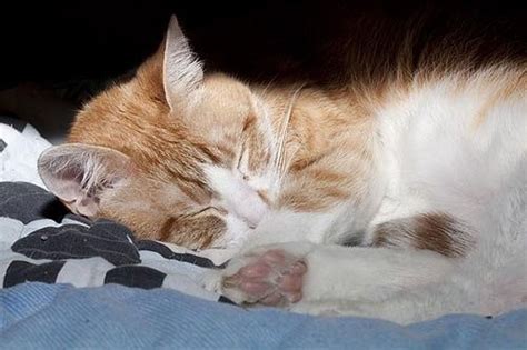 Shy Redhead Seeks Loving Friend Oregonlive Com