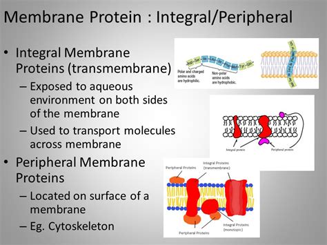 Integral Protein