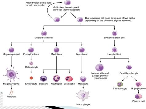 Classification Of Immune System
