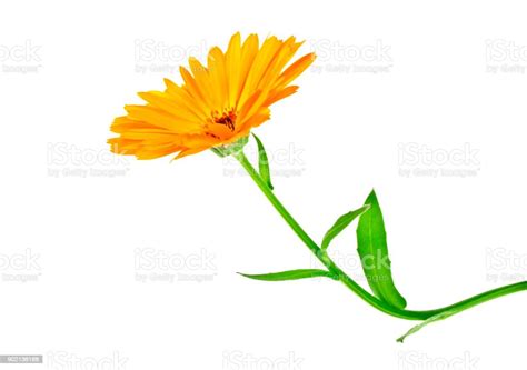 カレンデュラ白い背景で隔離の葉とマリーゴールドの花 アスパラガスのストックフォトや画像を多数ご用意 アスパラガス アーユルヴェーダ