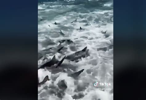 有片》數百隻鯊魚激烈捕食！包圍船隻驚人畫面曝光 網友稱「是海豚可放心跳下去」｜熱門話題｜網路溫度計 Dailyview