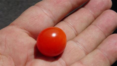 Rapunzel Tomato Hrseeds