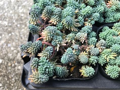 パリダム セダム 2号 多肉植物 その他素材 プクニク 通販｜creemaクリーマ