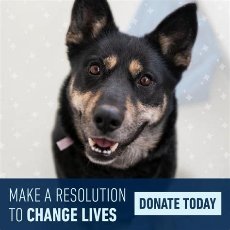 Aggression In Dogs Animal Humane Society