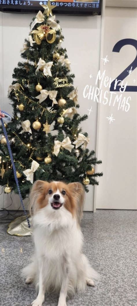 クリスマスフォト第1弾♪｜横浜市戸塚区の動物病院｜ぬのかわ犬猫病院