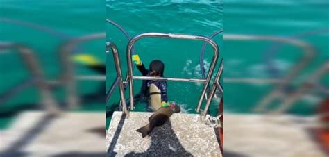 En Video Un Menor De 8 Años Fue Atacado Por Un Tiburón En Australia