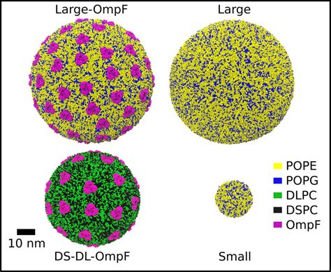 Vesicle Structure