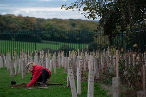 Hs2 Contractors Donate 300 Native Tree Saplings To Local School High