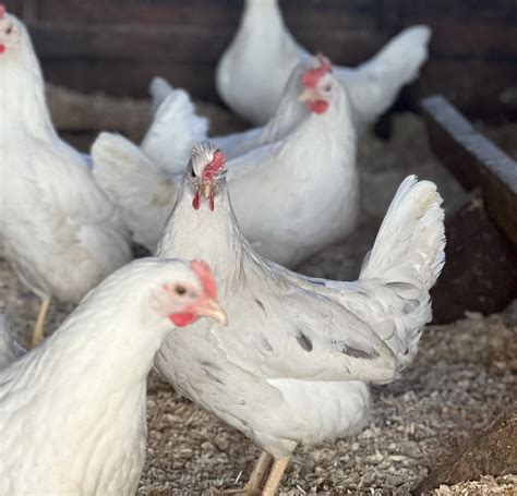 Turkey Database Turkey Database Added A New Photo