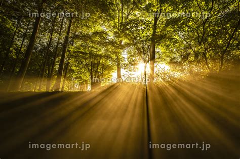 金色の霧の朝に太陽の光が輝いているの写真素材 271885004 イメージマート