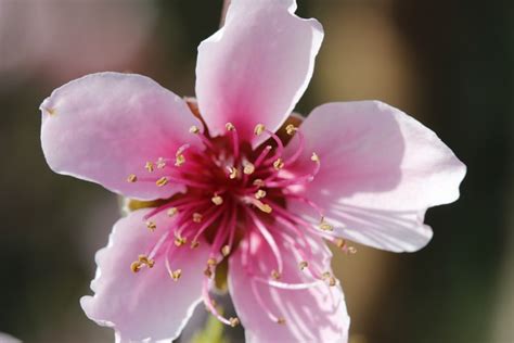 Fiore Albero Di Pesco Primavera Foto Gratis Su Pixabay Pixabay