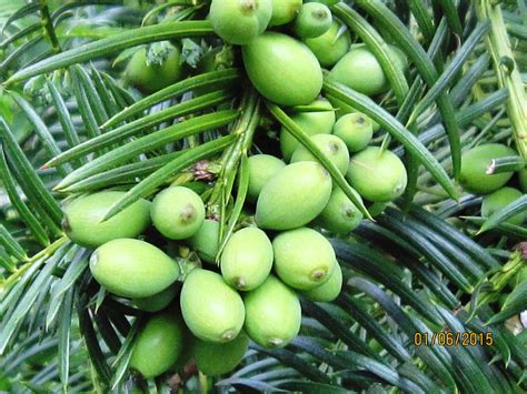 Cephalotaxus Sinensis