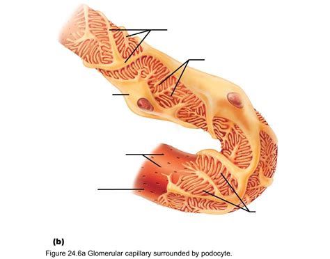 Glomerular Capillary Surrounded By Podocyte Quiz