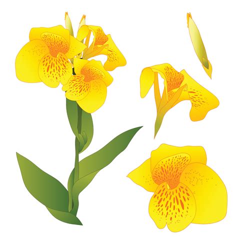 Yellow Canna Indica Canna Lily Indian Shot Isolated On White