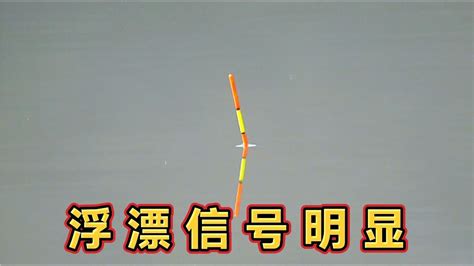 浮漂根本没有多余动作，10拿9稳的漂相，太刺激了 Youtube
