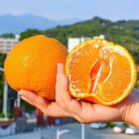 京东百亿补贴晟容果蔬四川春见耙耙柑 带箱5斤 精选 大果 单果70mm 14 70元包邮14 70元 爆料电商导购值得买 一起惠返