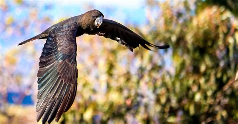 Fewer Than 8000 Glossy Black Cockatoos Remain In The Wild Act