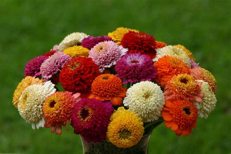 Zinnia Zinderella Mix Wh Perron