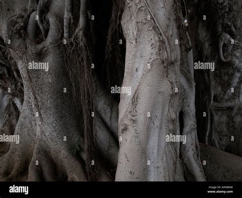 Exposed Roots And Trunk Of Tree Stock Photo Alamy