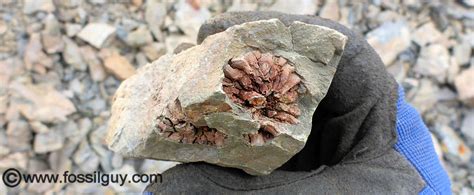 Fossil Identification For The Devonian Mahantango Fossil Formation