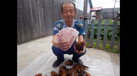 3200人去东北采松子一天采几百斤看能赚多少钱用什么工具 YouTube