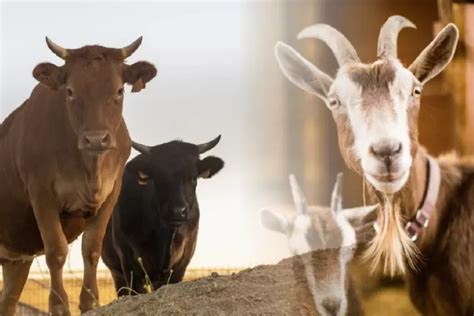 Harga Sapi Kambing Qurban Idul Adha 2024 Dari Baznas Dompet Dhuafa