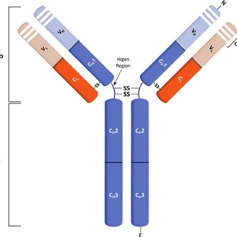 Schematic Representation Of An Immunoglobulin G Igg Mab Structure