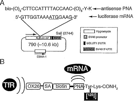 figure 1 from antisense imaging of gene expression in the brain in vivo semantic scholar