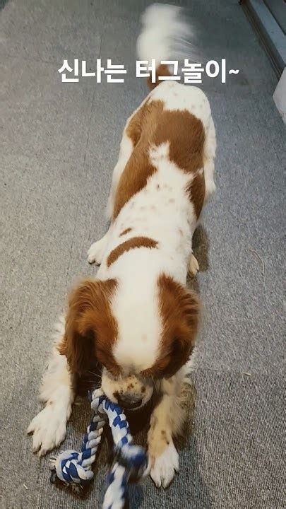 신나는 터그 놀이 카발리에 킹찰스 스패니얼 망고 Youtube