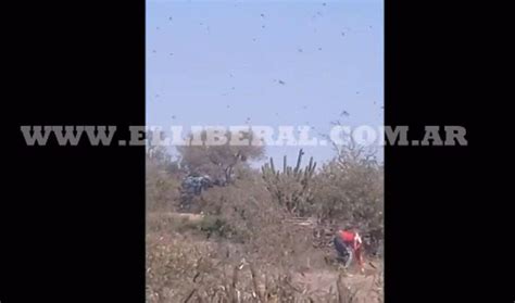 Videos Impresionante Ataque De Langostas Cerca De Loreto Un Nuevo