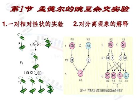 人教版 [[高二生物课件]]北京地区2008年高二生物必修二第1节《孟德尔的豌豆杂交实验》ppt课件 Word文档在线阅读与下载 无忧文档