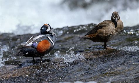 Harlequin Ducks Photograph By Julie Barrick Fine Art America