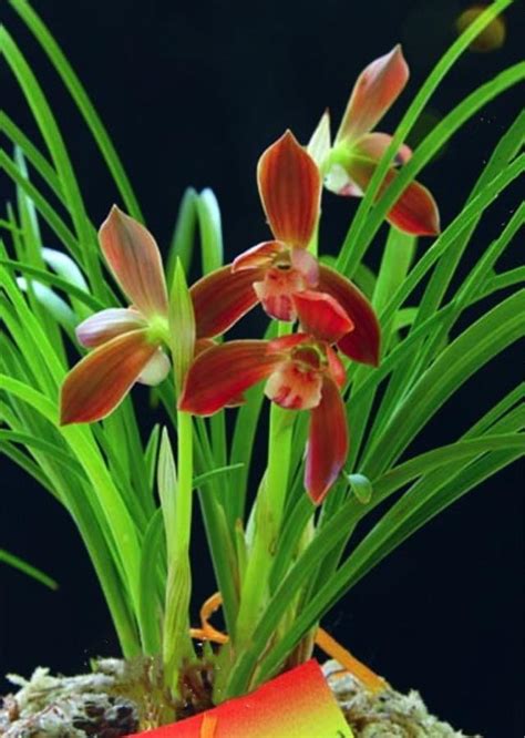 幽蘭吐蕊芳菲漫溢2 每日頭條
