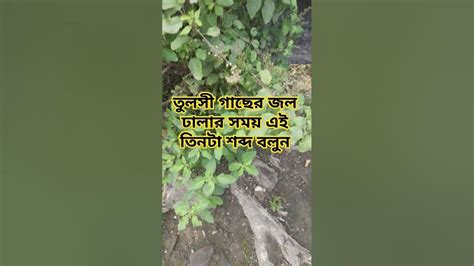 তুলসী গাছে জল ঢালার সময় এই তিনটি শব্দ বলুন Hindudeity বাস্তুশাস্ত্র
