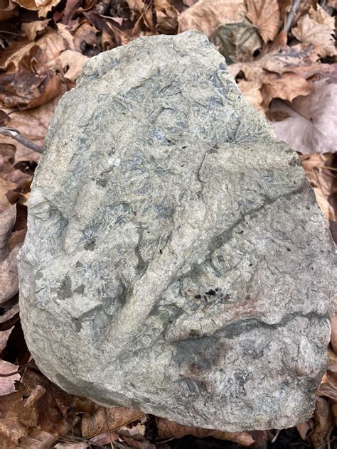 Trace Fossil R Fossilid