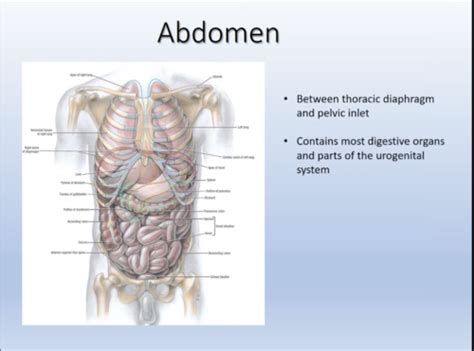 Quiz 3 THE ABDOMEN PART I Flashcards Quizlet