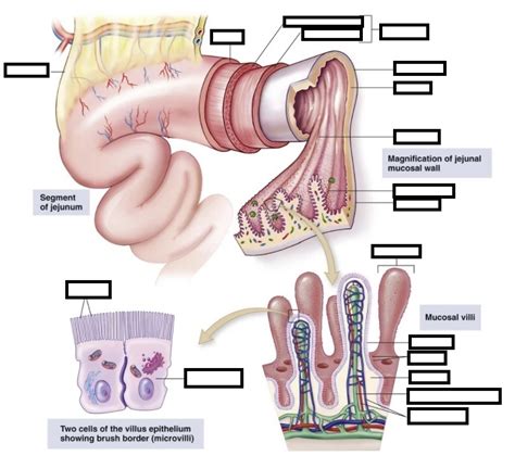 Small Intestine Diagram Quizlet