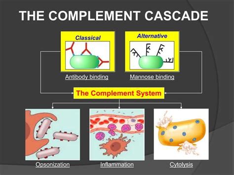Complement System In Association With The Immune Responsepptx