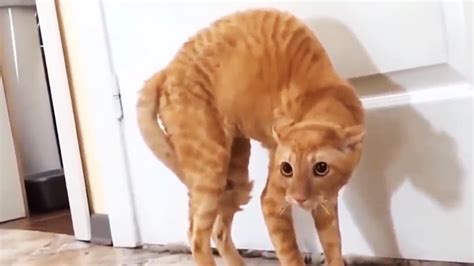Scared Cats