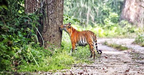 Chitwan Jungle Safari Tour Klook